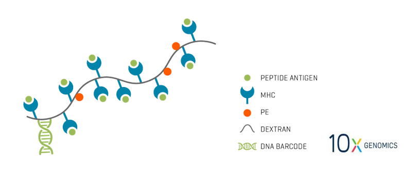Immudex dextramer_AlibioBuy
